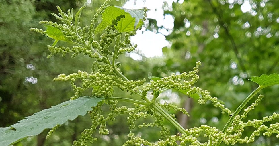 Brennesselsamen | Brennesseltee.net